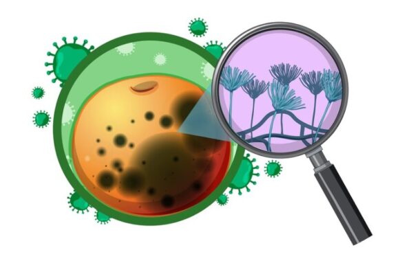Bakteri Autotrof: Mesin Hijau di Ekosistem Kita